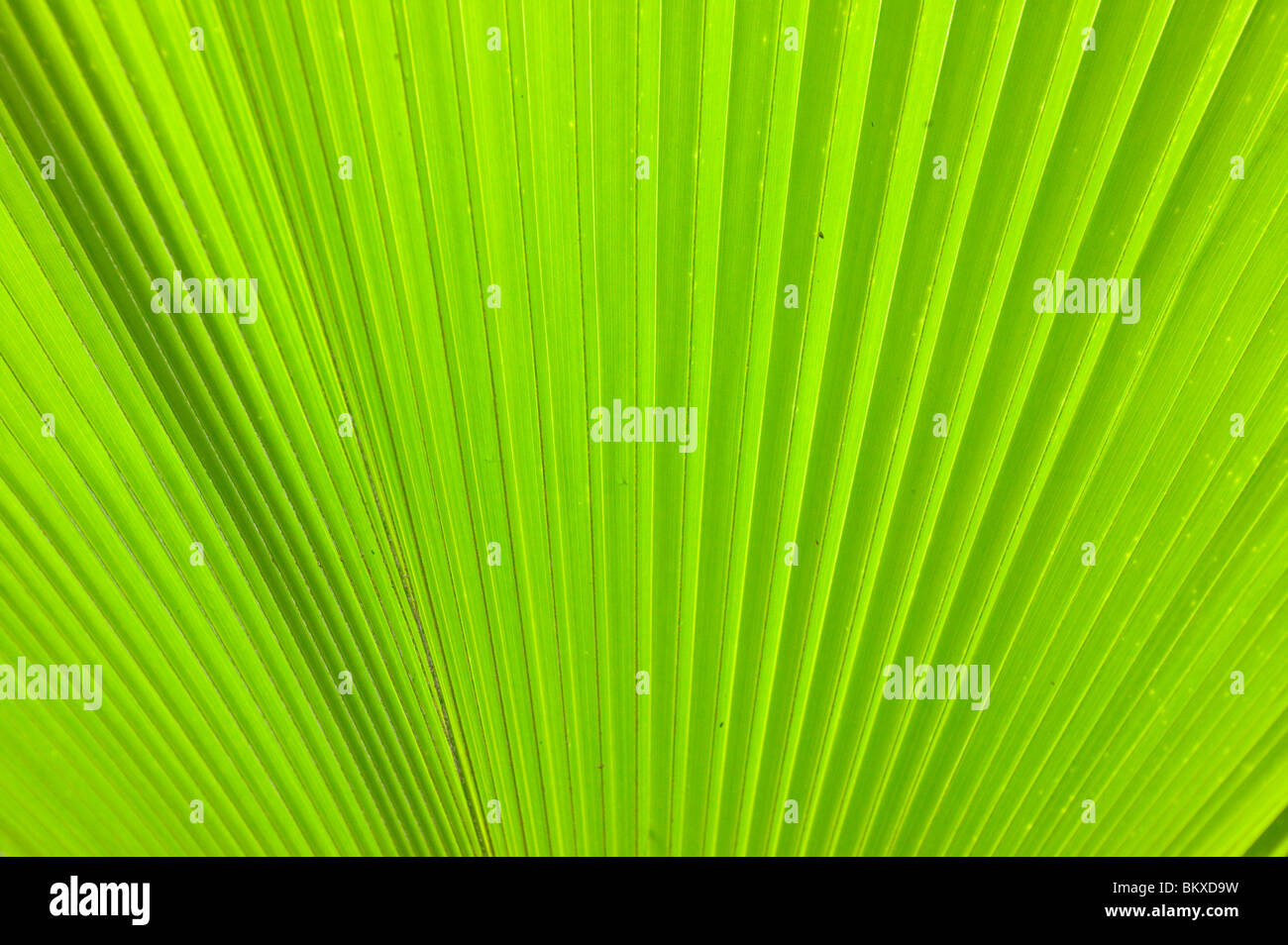 Palm fronds in Tropical rainforest on Fiji Stock Photo - Alamy