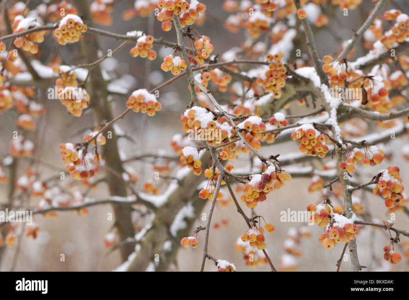 Snowy apple tree malus hi-res stock photography and images - Alamy