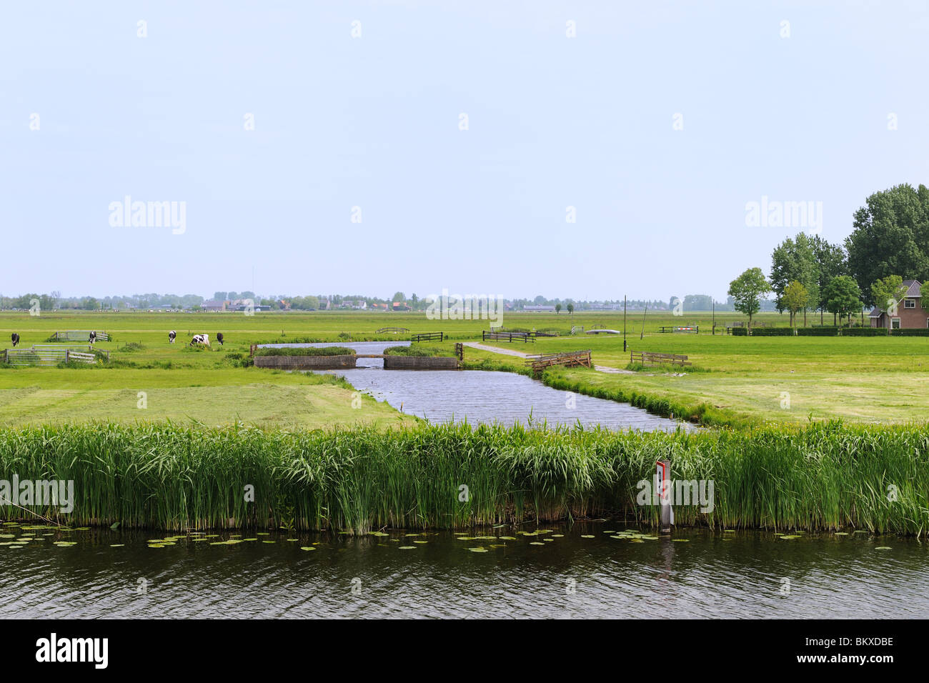 Typical Dutch landscape with pastures cows and water Stock Photo - Alamy