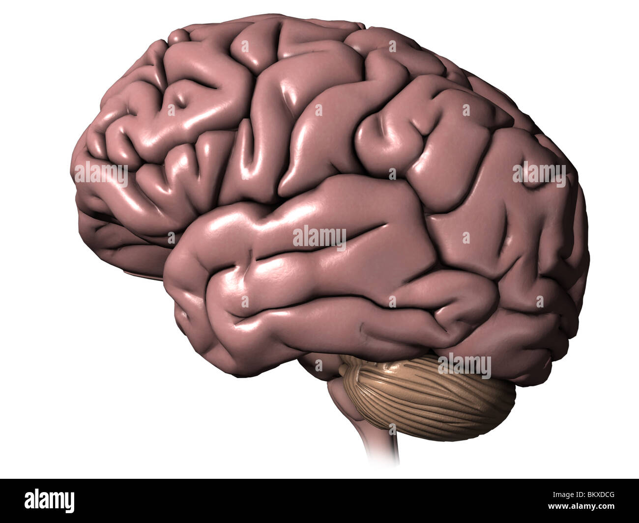 Cerebrum cerebellum hi-res stock photography and images - Alamy