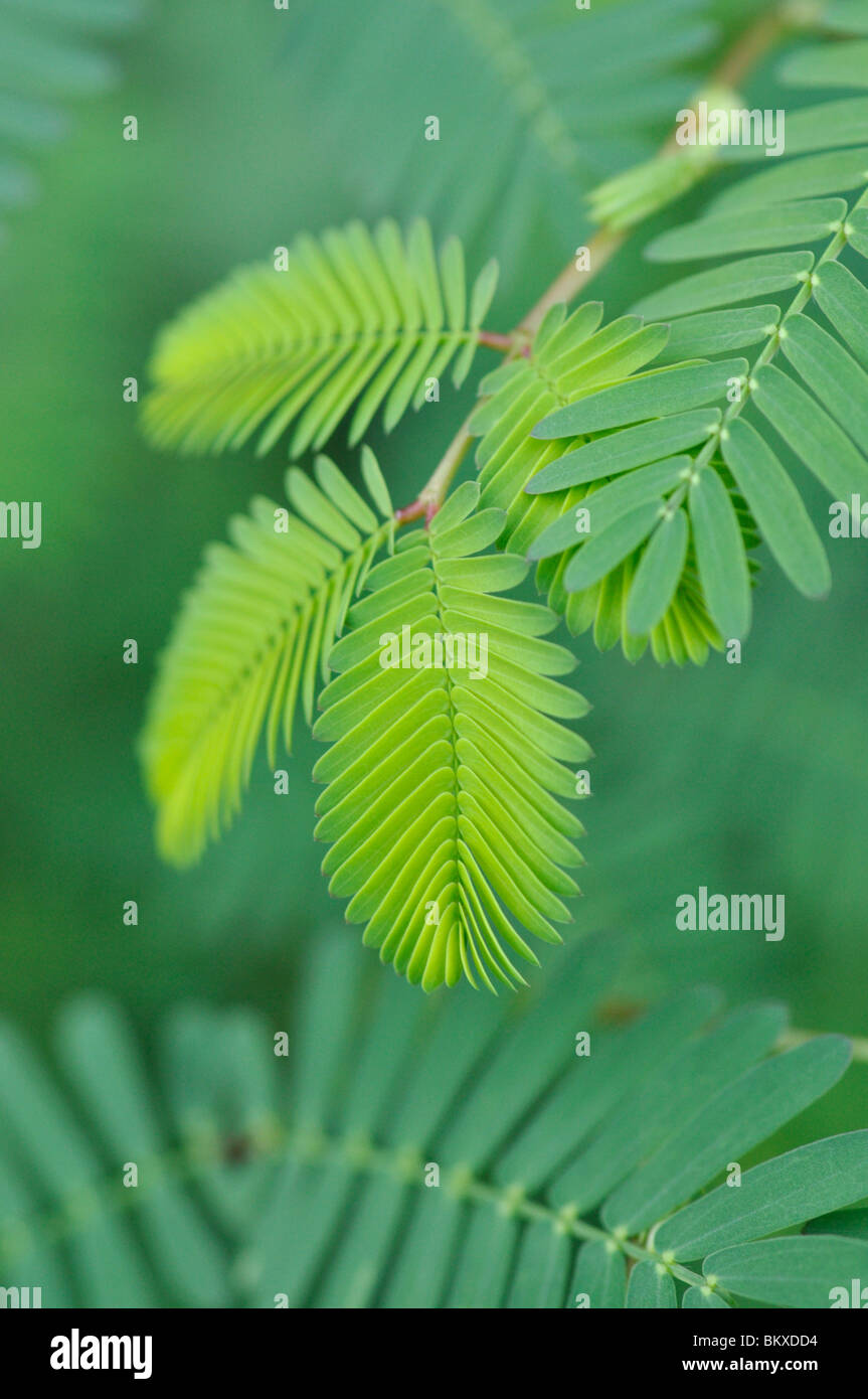 Water mimosa (Neptunia plena Stock Photo - Alamy