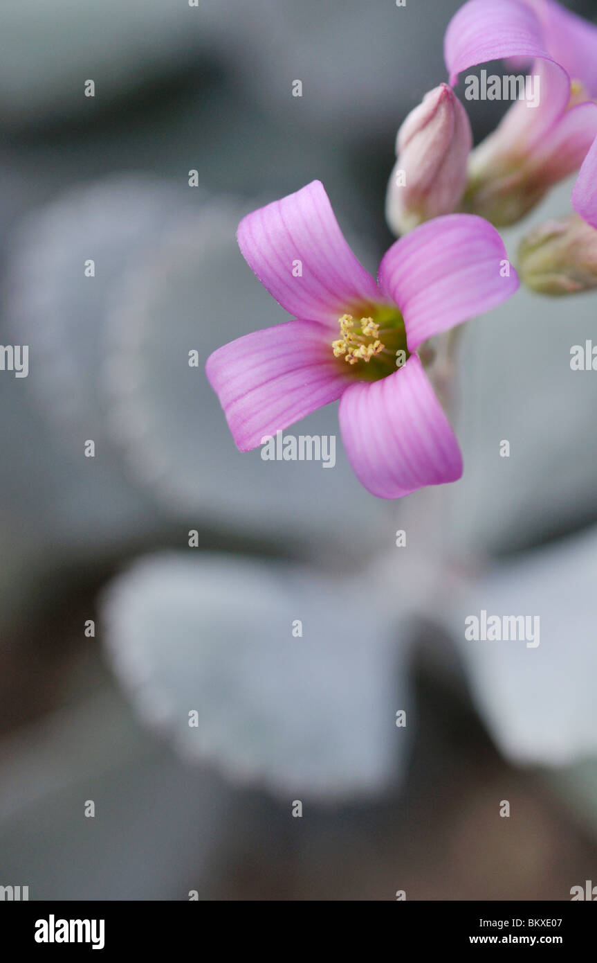 Kalanchoe flower plant hi-res stock photography and images - Alamy