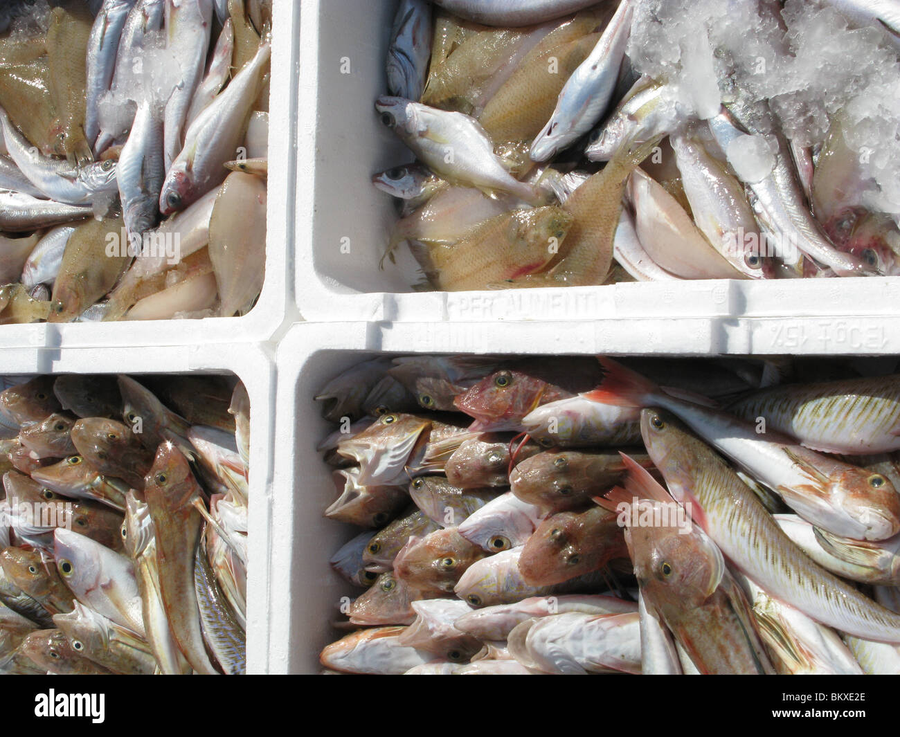 boxes full of sea fish in port dock harbour italy Stock Photo - Alamy