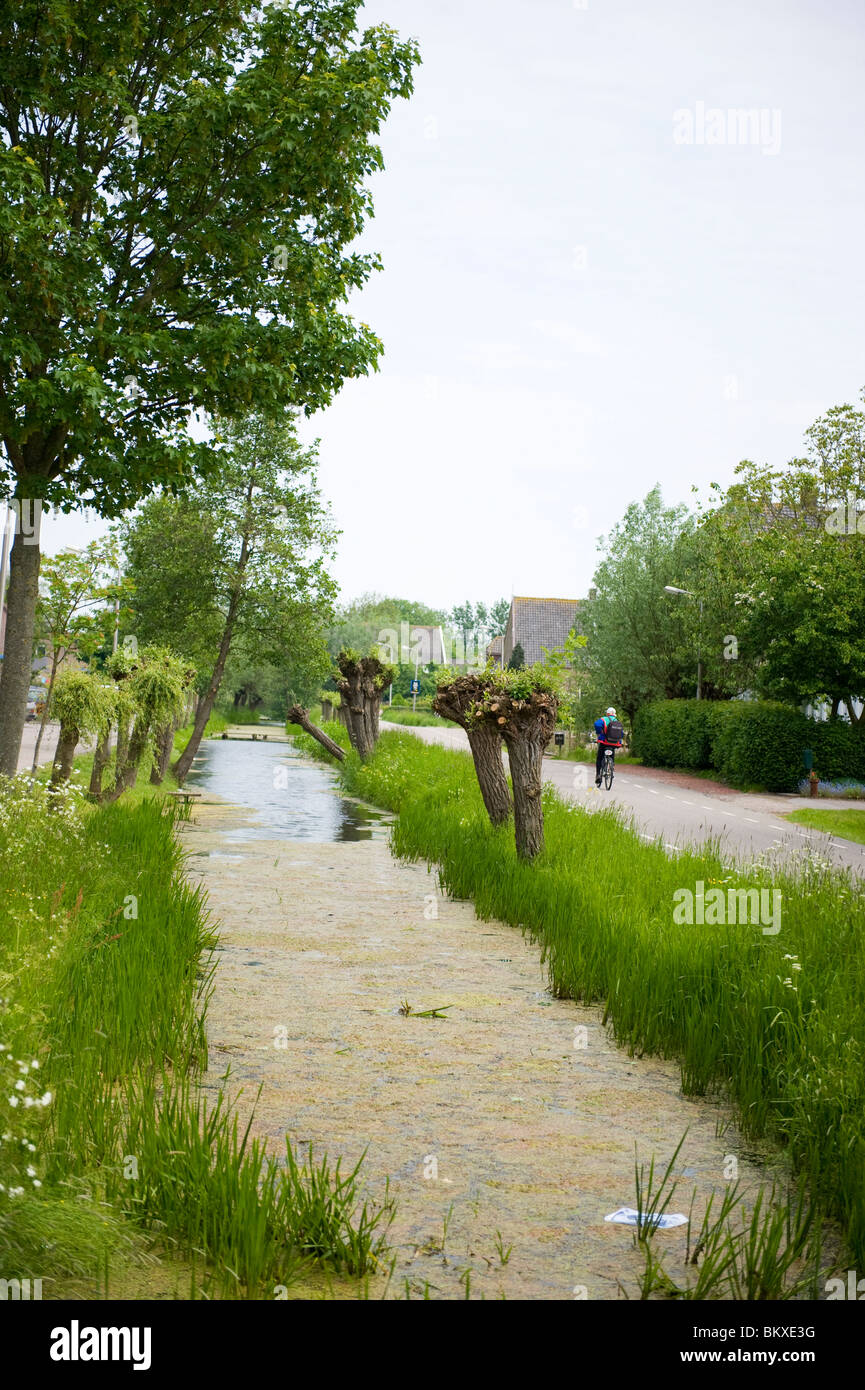 Polled trees hi-res stock photography and images - Alamy