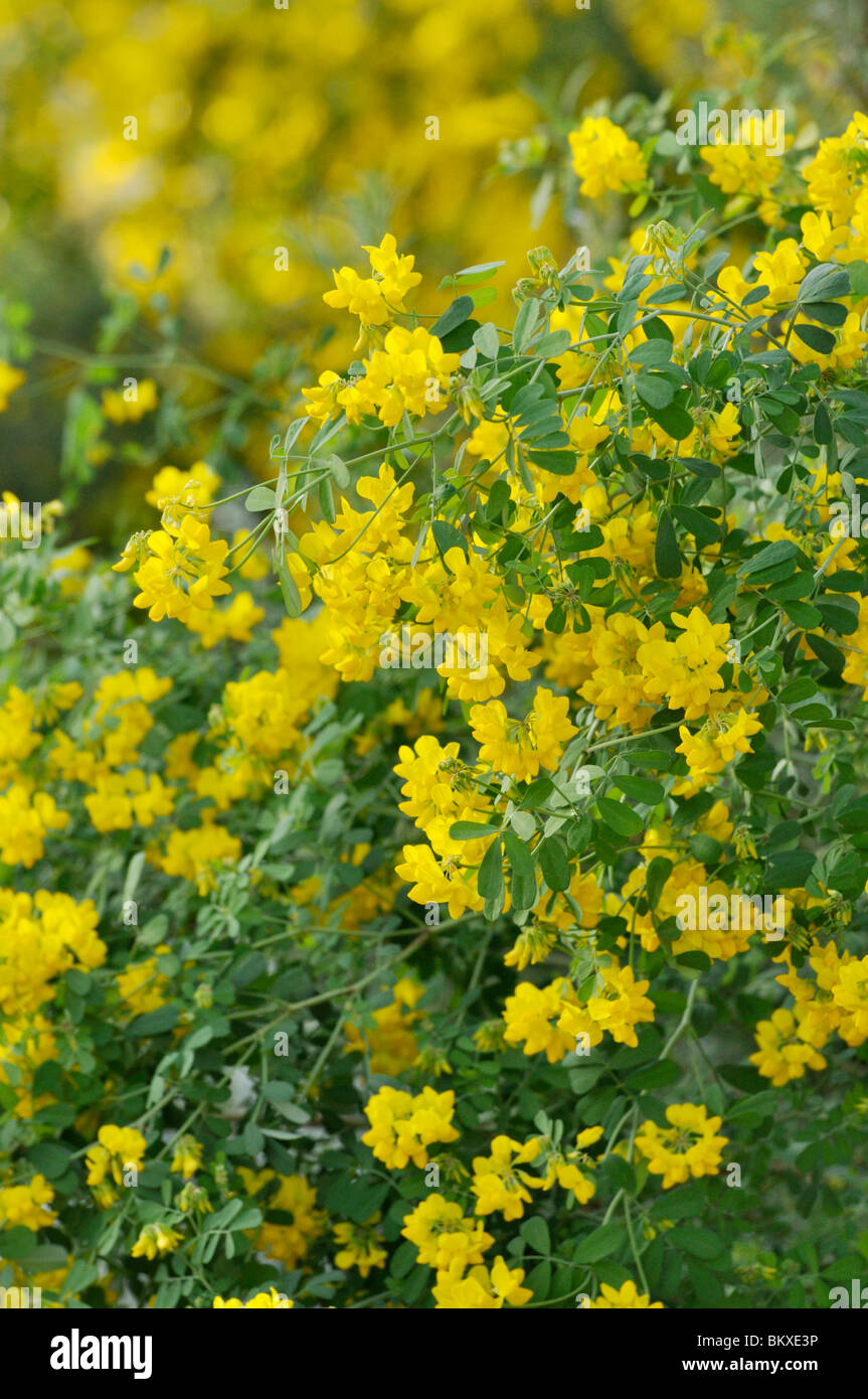 Scorpion senna (Hippocrepis emerus Stock Photo - Alamy