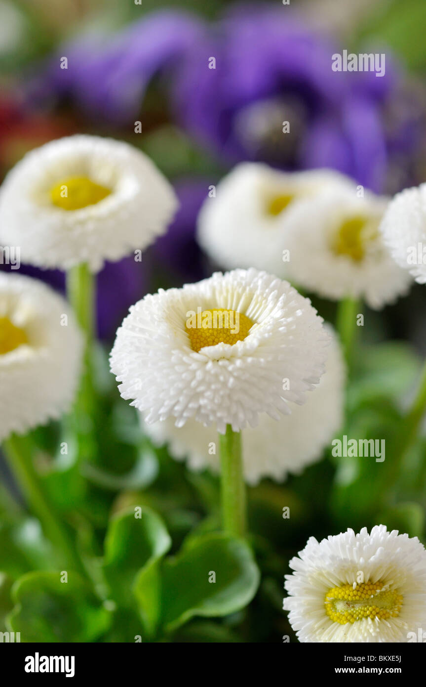 Common daisy (Bellis perennis Stock Photo - Alamy