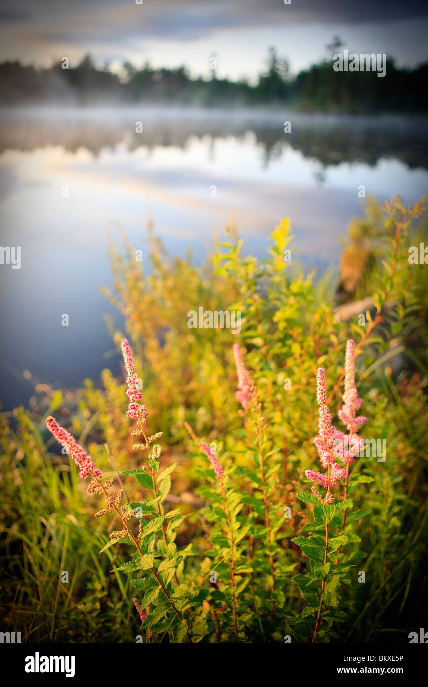 Steeplebush hi-res stock photography and images - Alamy