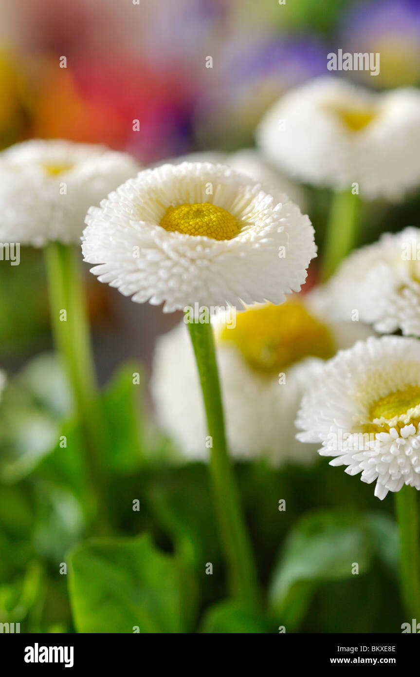 Common daisy (Bellis perennis Stock Photo - Alamy