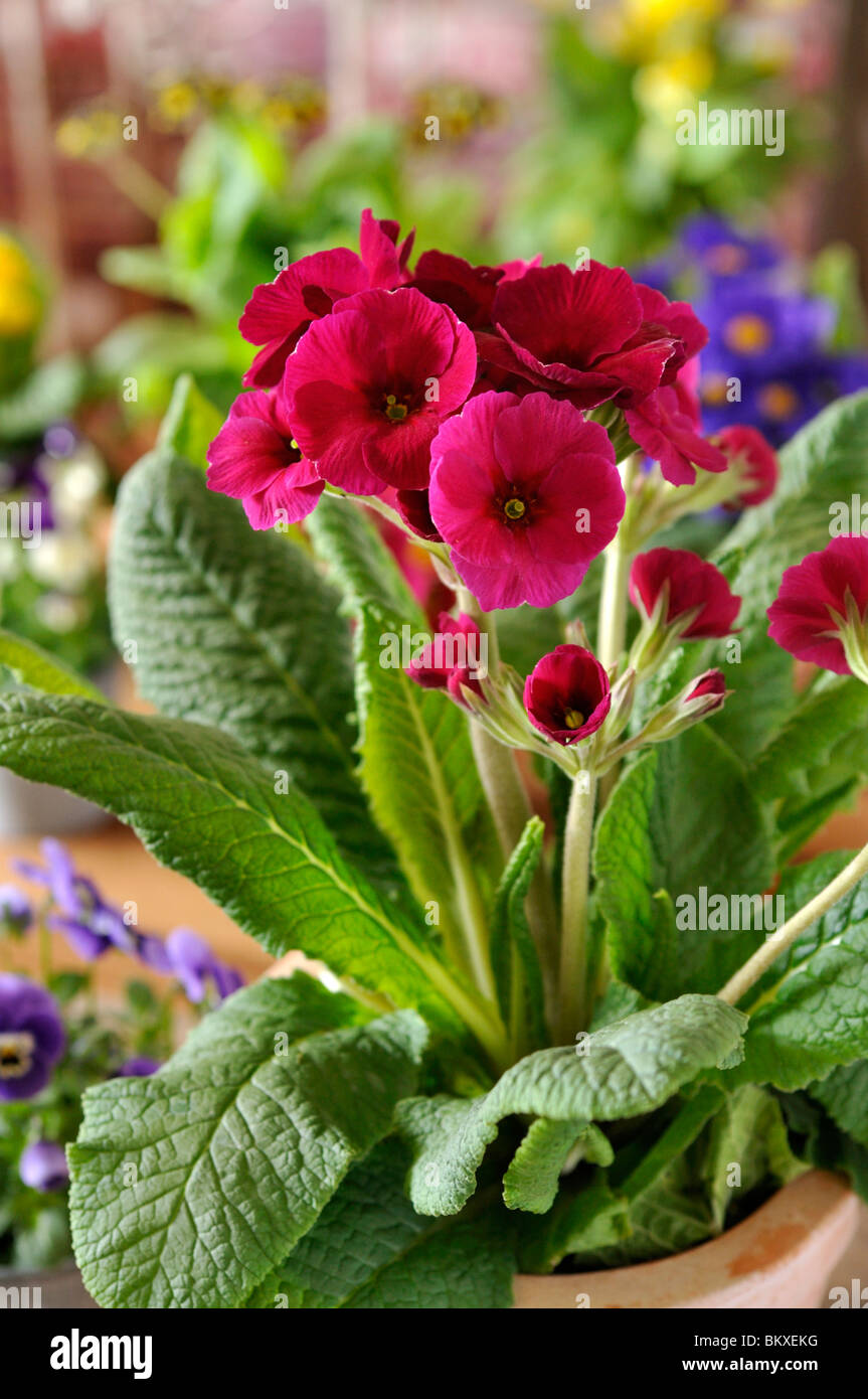 Red primula flowers hi-res stock photography and images - Alamy