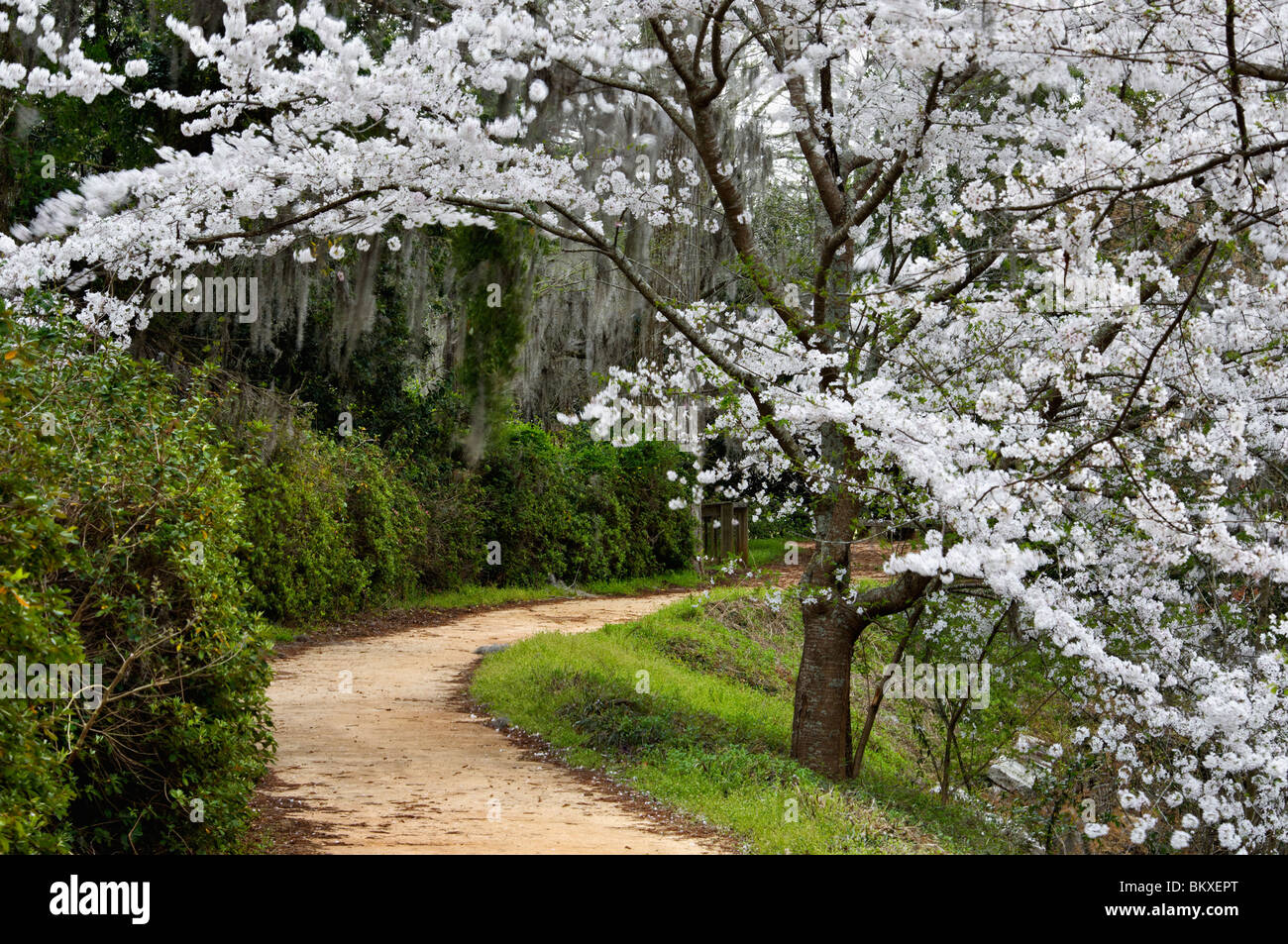 Flowering tree in south carolina High Resolution Stock Photography and ...
