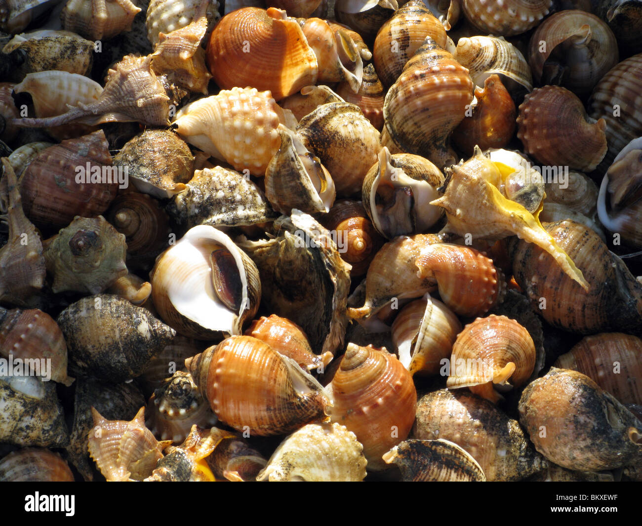 boxes full of sea shells in port dock harbour italy Stock Photo - Alamy