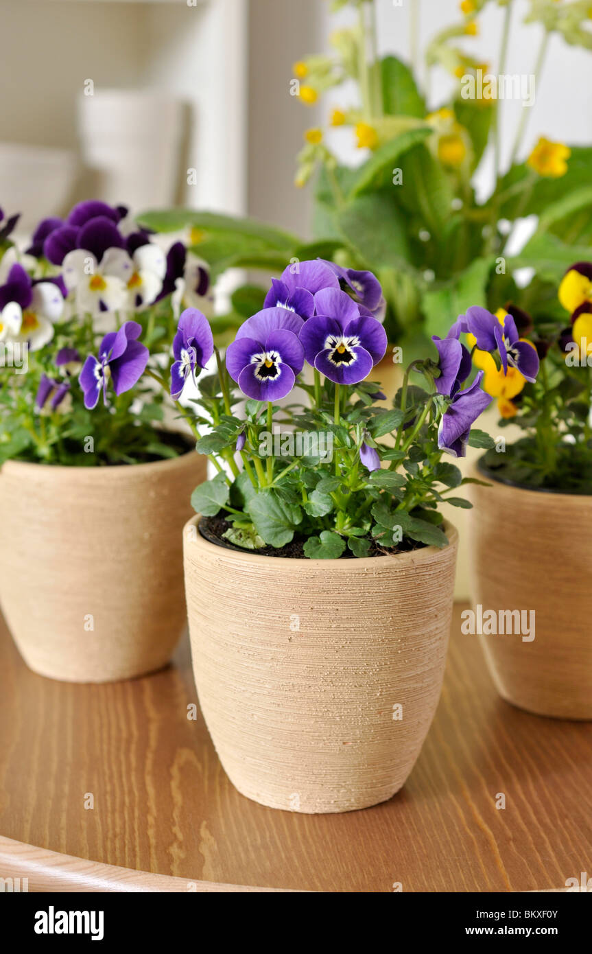 Pansies and violets hi-res stock photography and images - Alamy