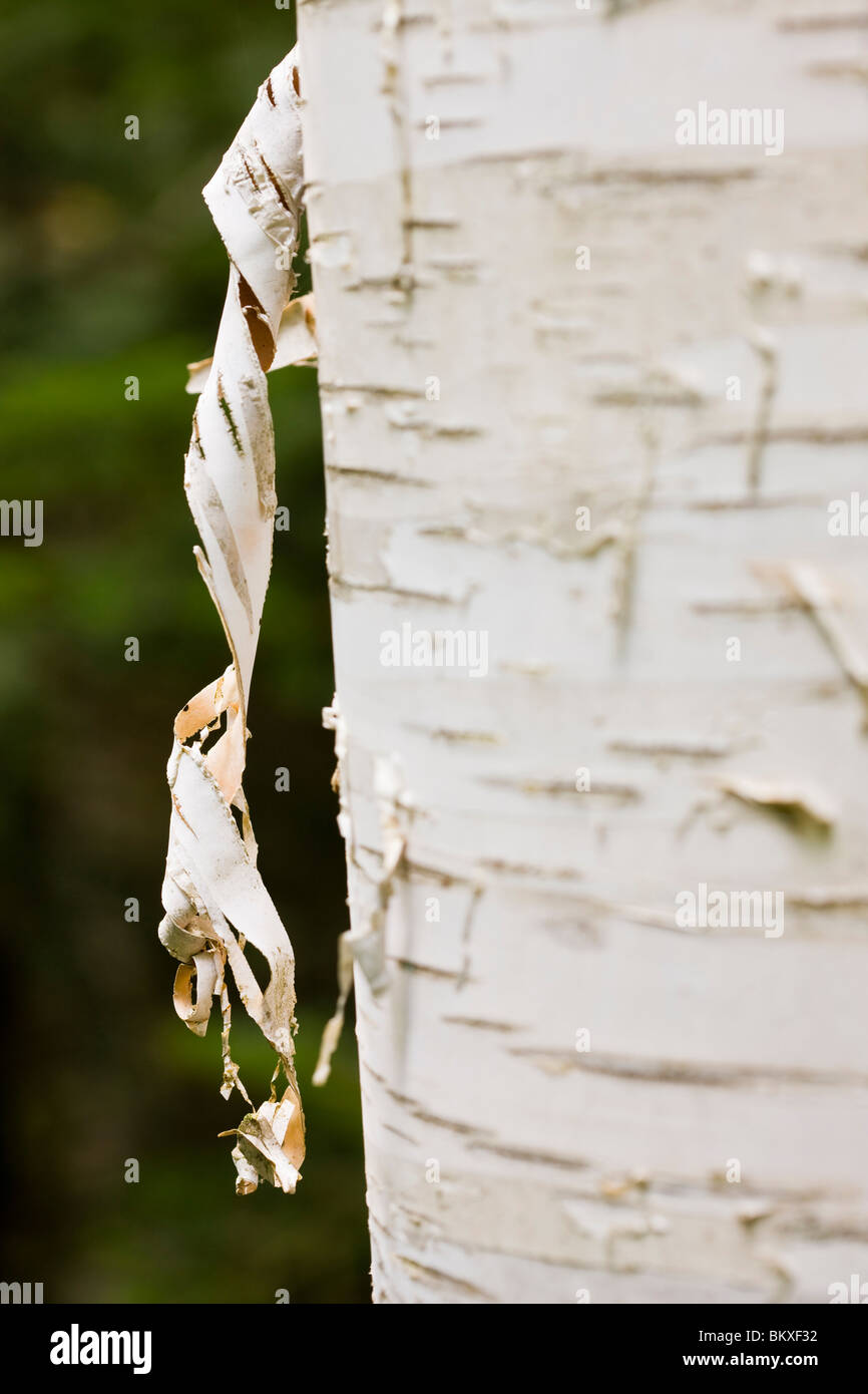 Paper Birch Tree High Resolution Stock Photography and Images - Alamy