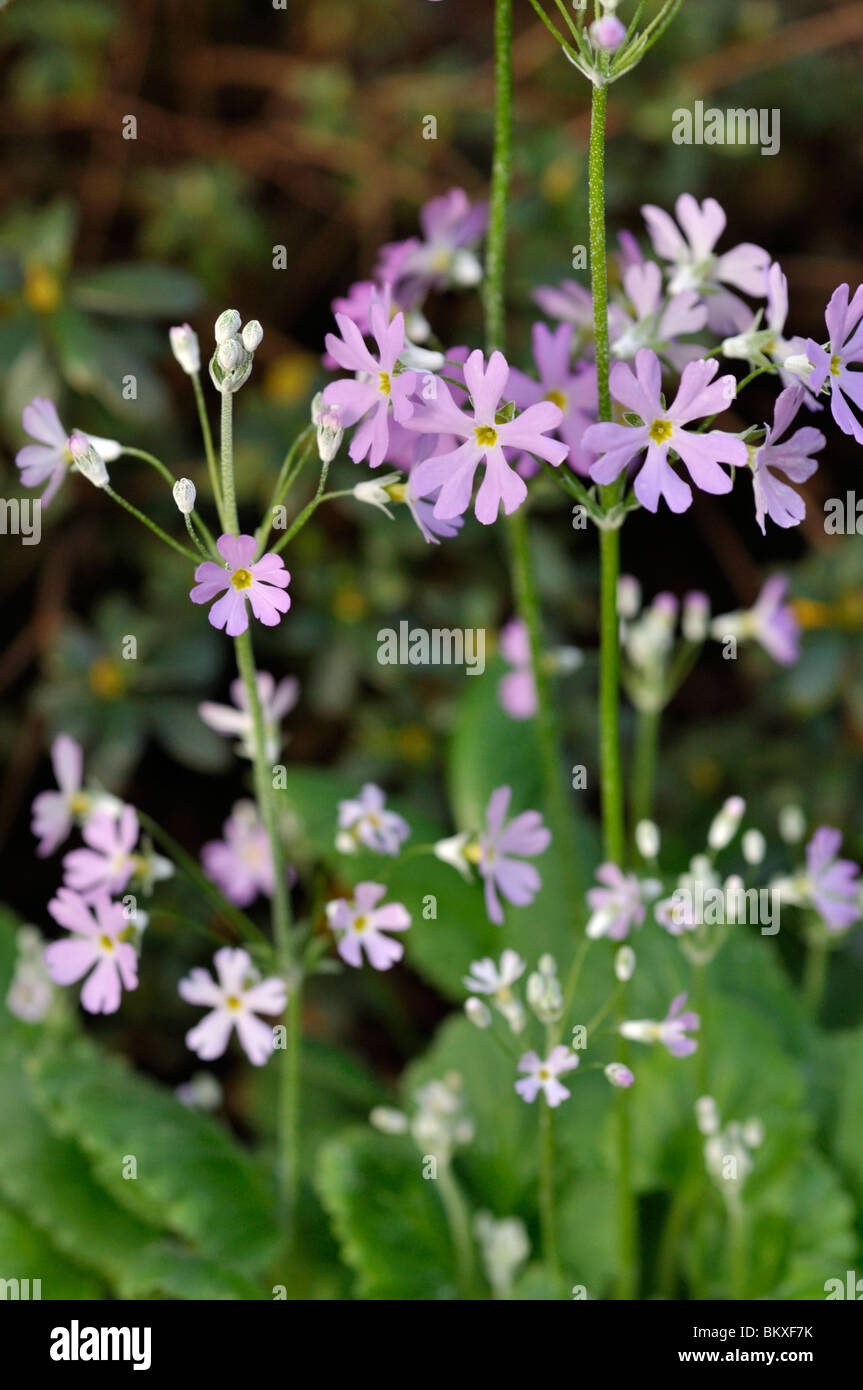 Fairy primrose (Primula malacoides Stock Photo - Alamy
