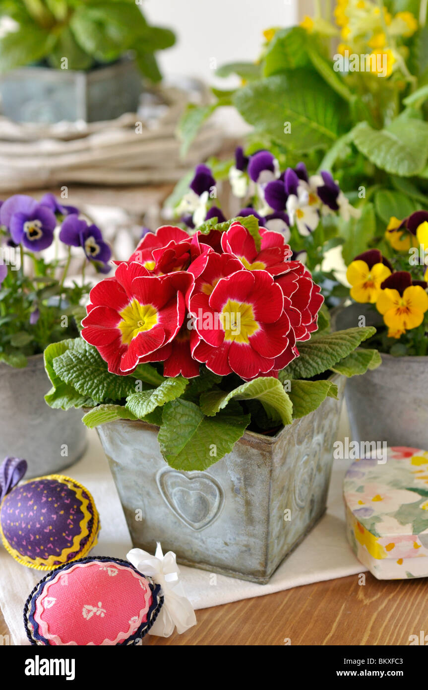 Comon primrose (Primula vulgaris syn. Primula acaulis) and horned ...