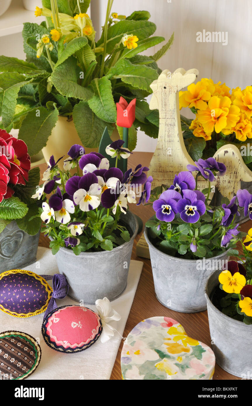 Viola vulgaris hi-res stock photography and images - Alamy