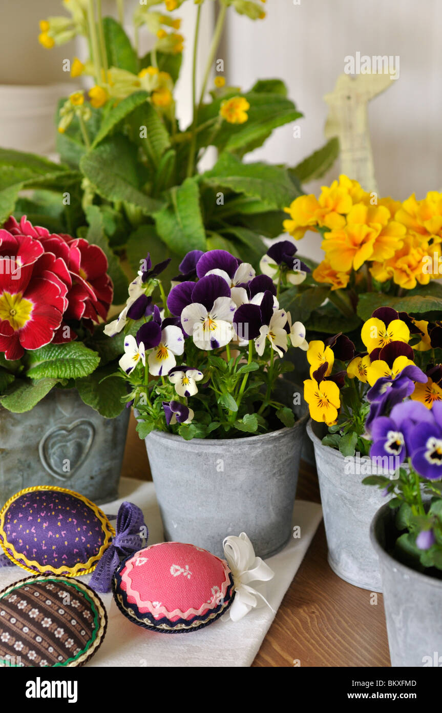 Primroses hi-res stock photography and images - Alamy