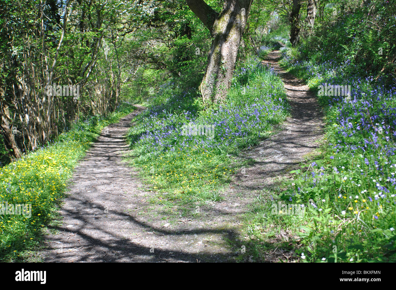 Bluebell woods, Welsh Wildlife Centre, Cilgerran, Pembrokeshire, Wales ...