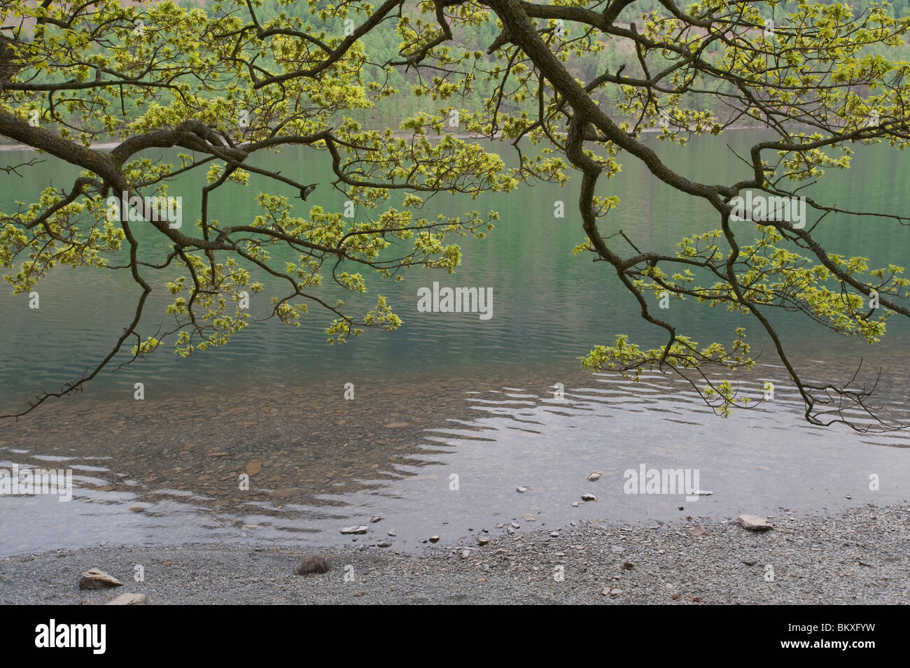 Oaks with early spring leaves on shore of Buttermere in English Lake ...