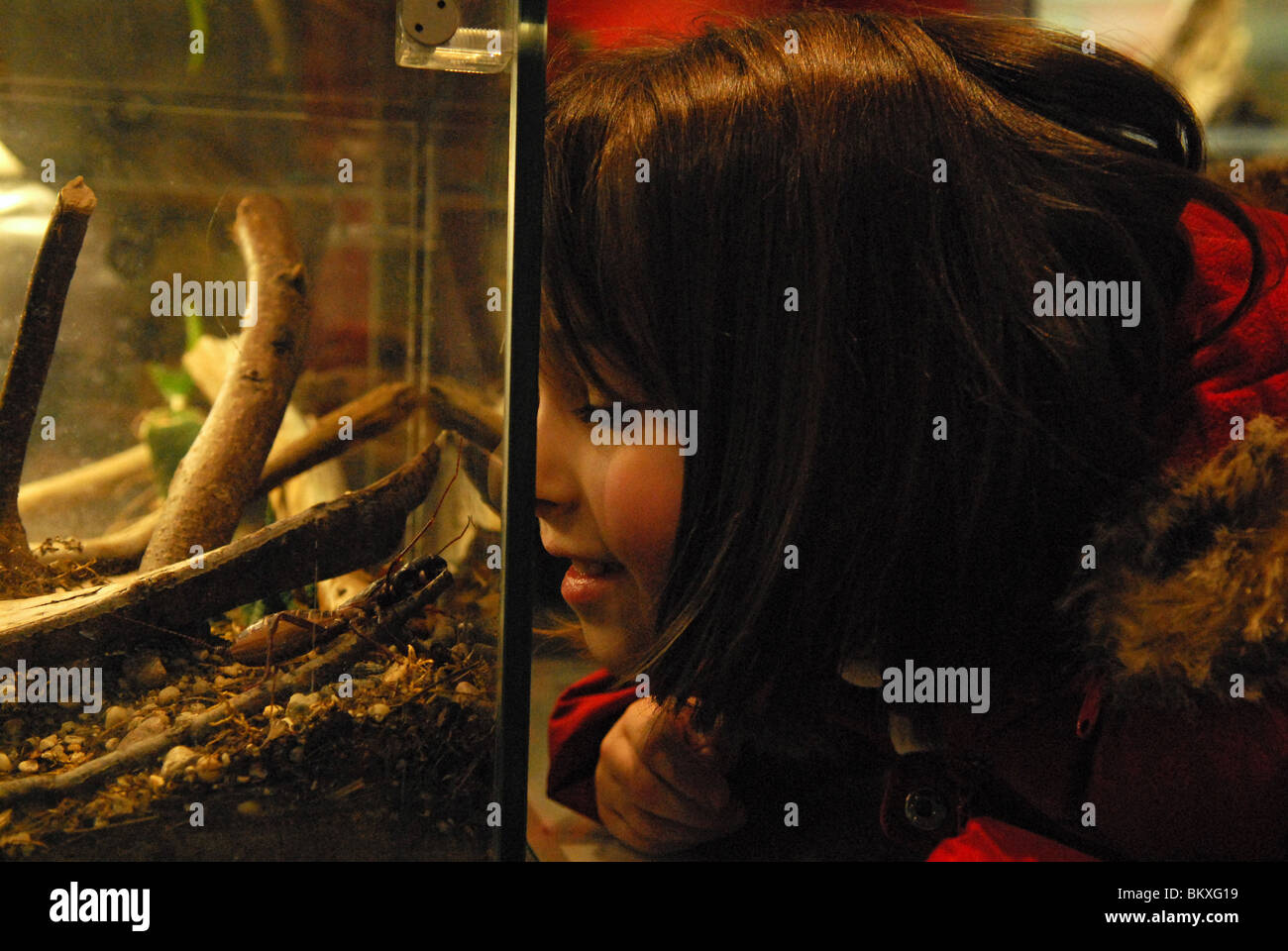 Child observing insects hi-res stock photography and images - Alamy