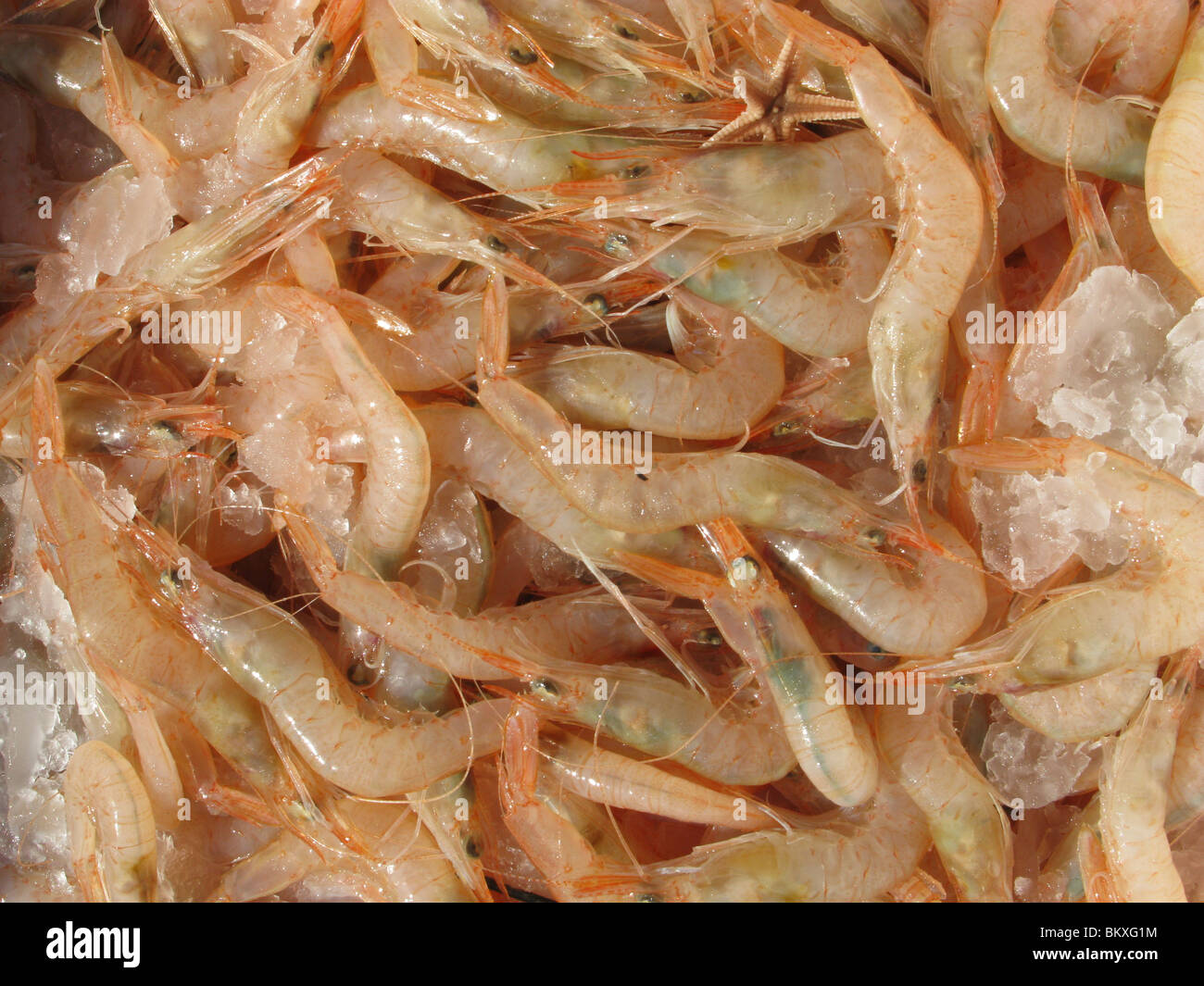 Sho counter hi-res stock photography and images - Alamy