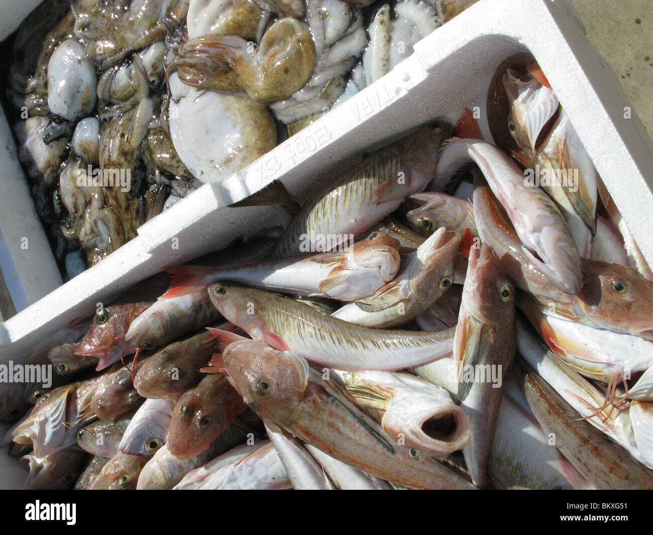 boxes full of sea fish in port dock harbour italy Stock Photo - Alamy