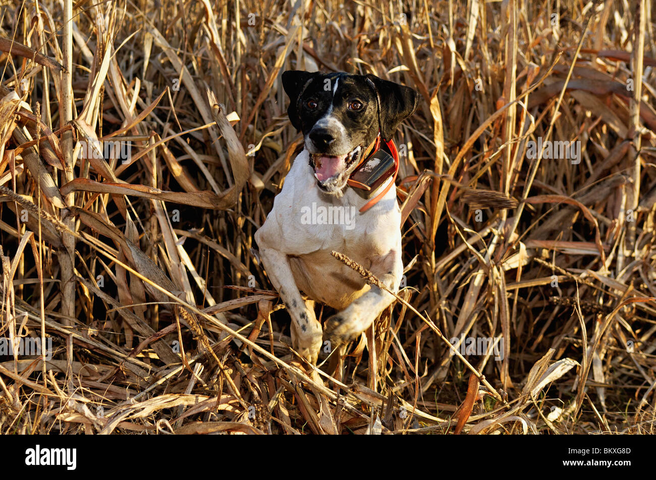 English Pointer with Feathers in his Mouth Leaping out of Sorghum Field ...