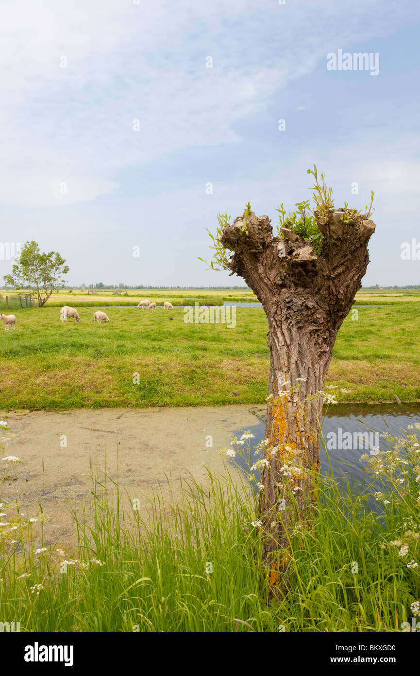Typical Dutch landscape with knotted willow in front Stock Photo - Alamy
