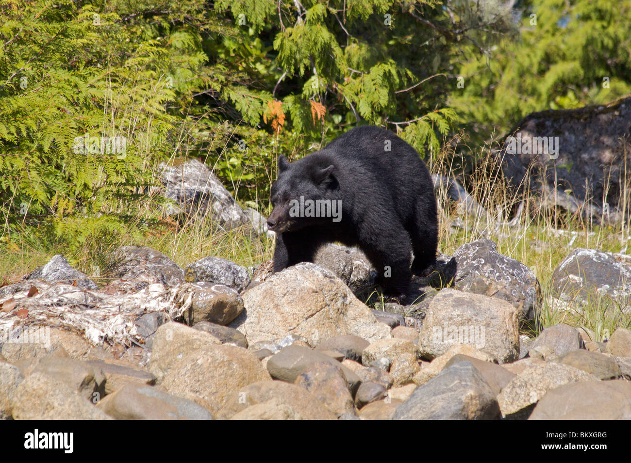 Large Black Bear foraging for crabs and barnacles on the shoreline with ...