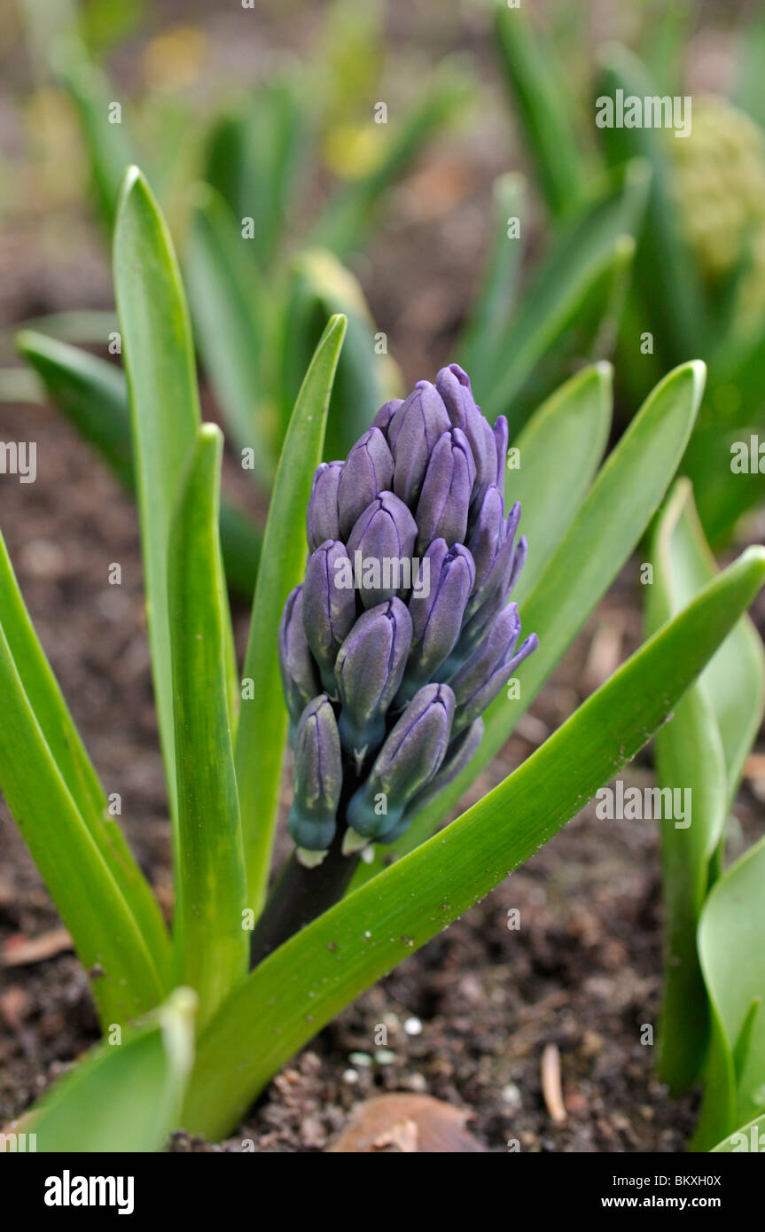 Hyacinthus plants hi-res stock photography and images - Alamy