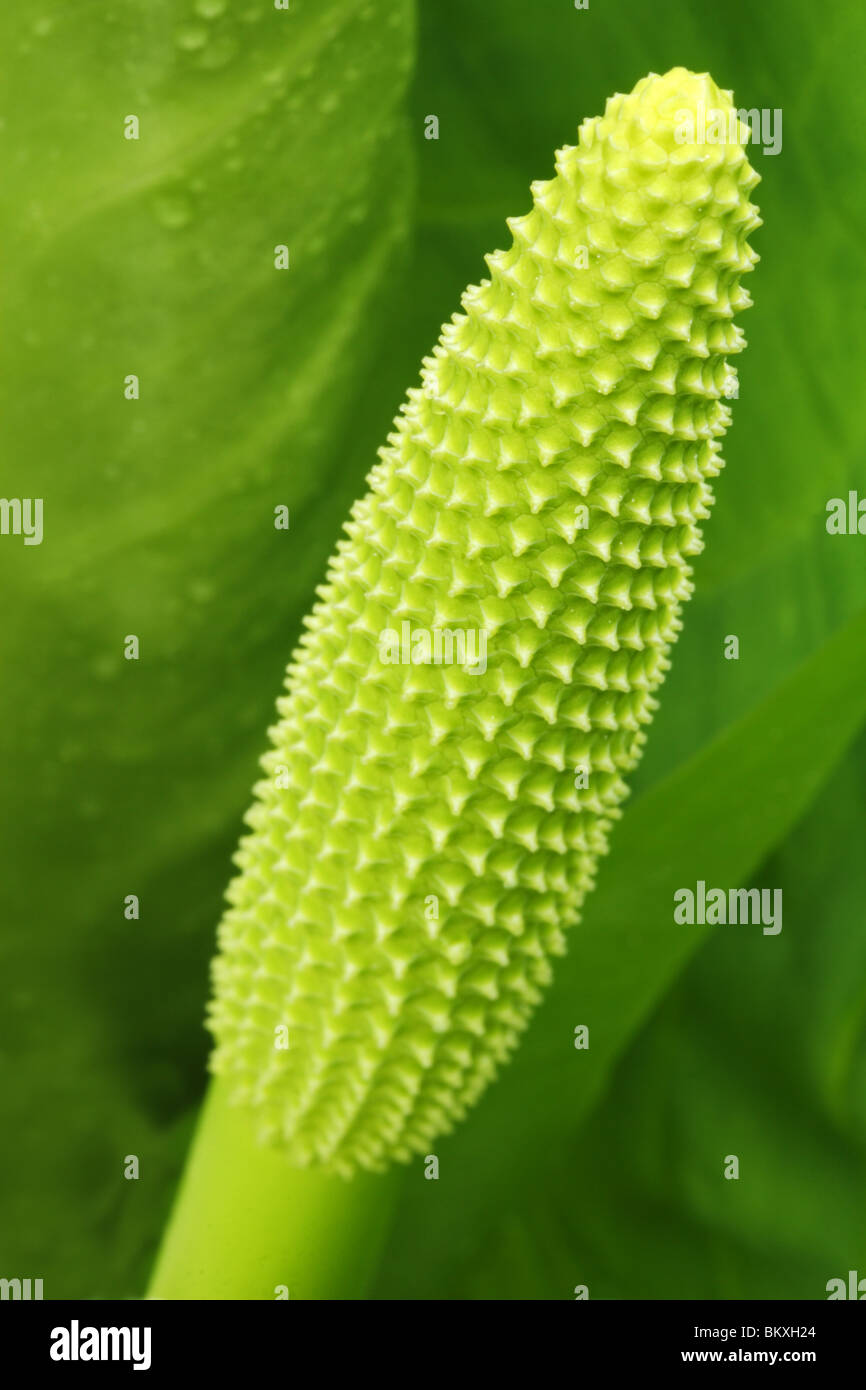 Close up of the spike or spadix that bears the flowers of the White ...