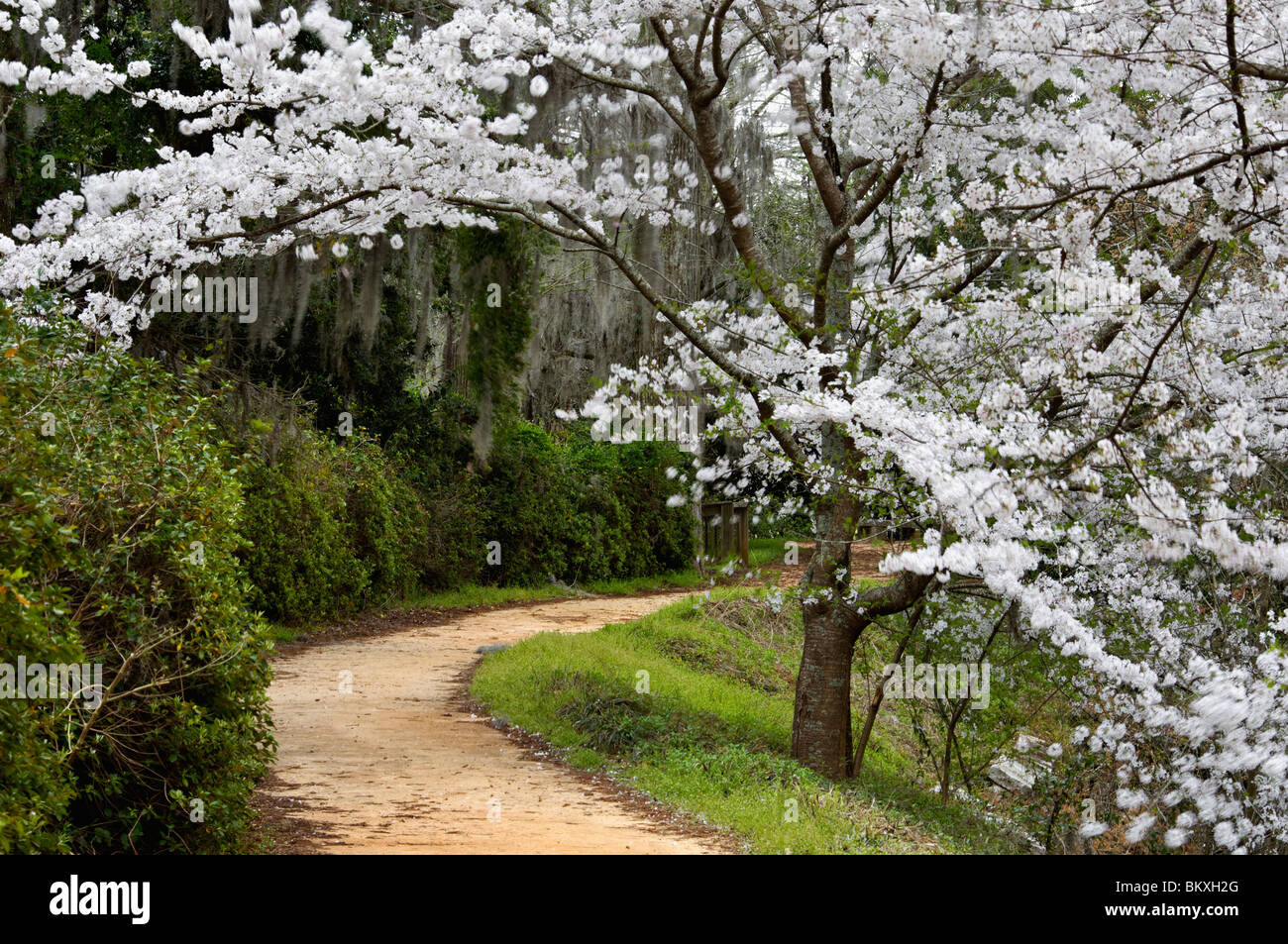 Flowering Cherry Tree in Bloom along Path in Edisto Memorial Gardens in ...