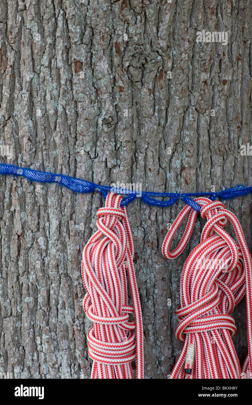 Rope Hanging From Tree High Resolution Stock Photography and Images - Alamy