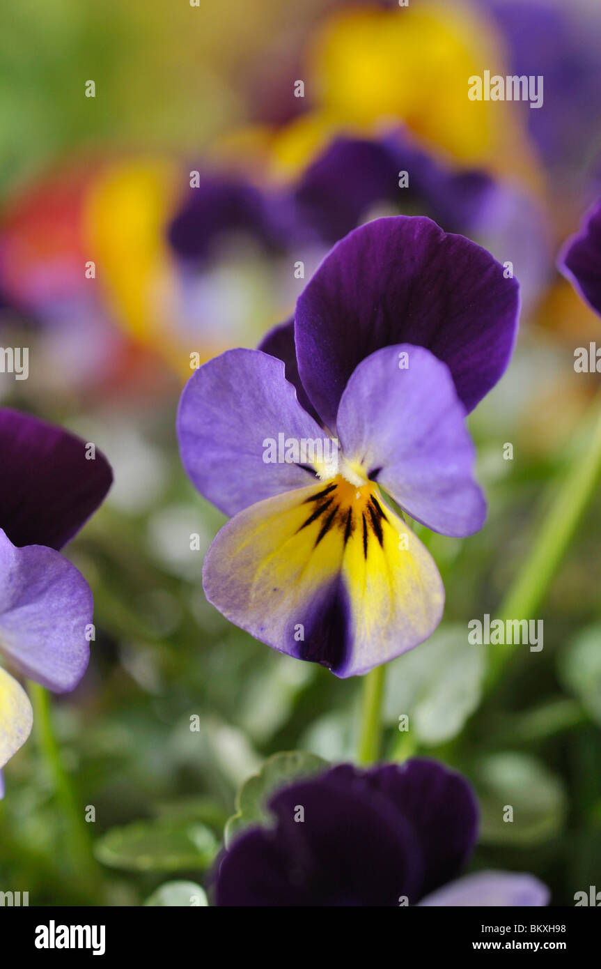Horned pansy (Viola cornuta Stock Photo - Alamy