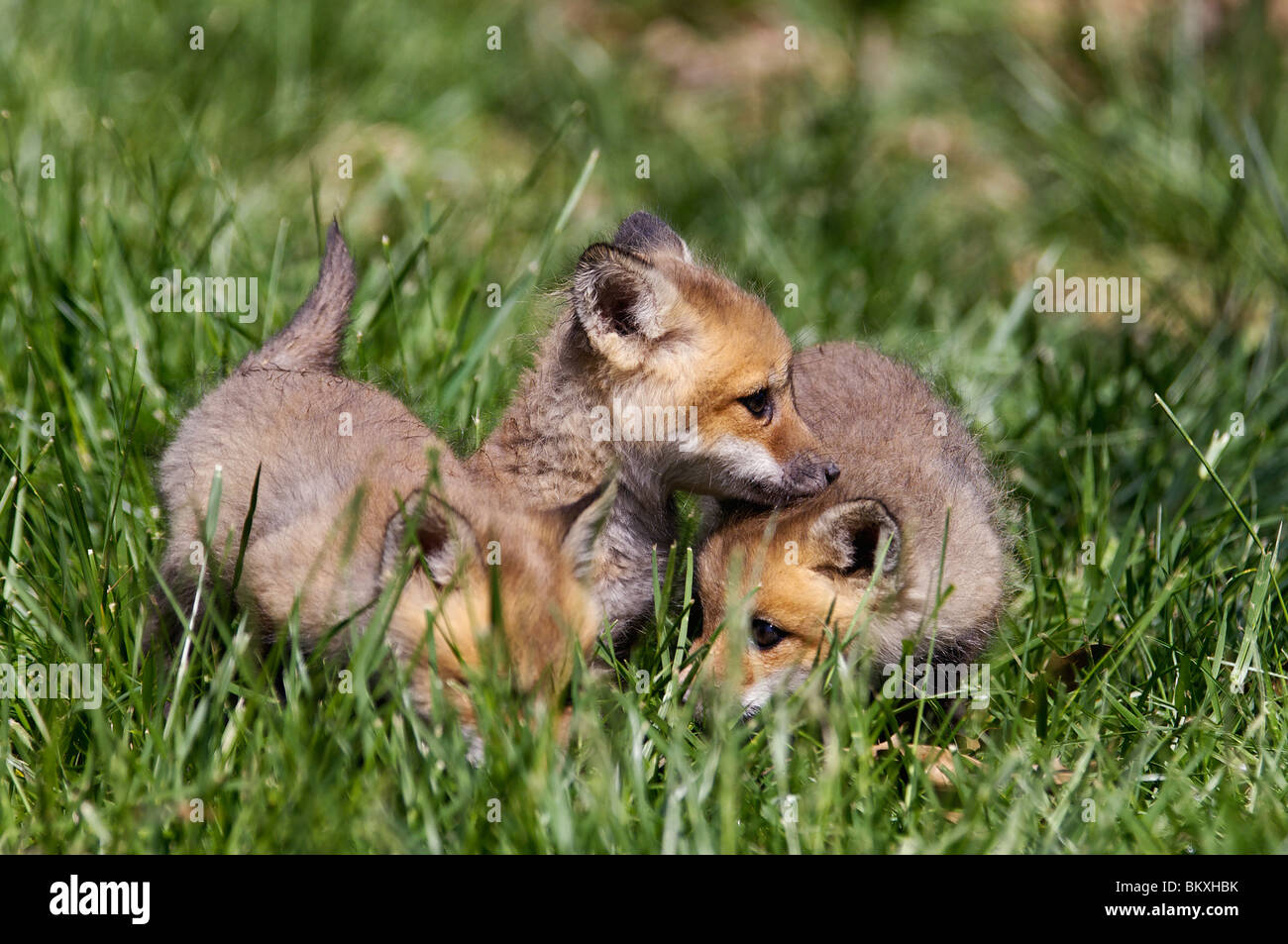 Baby foxes hi-res stock photography and images - Alamy