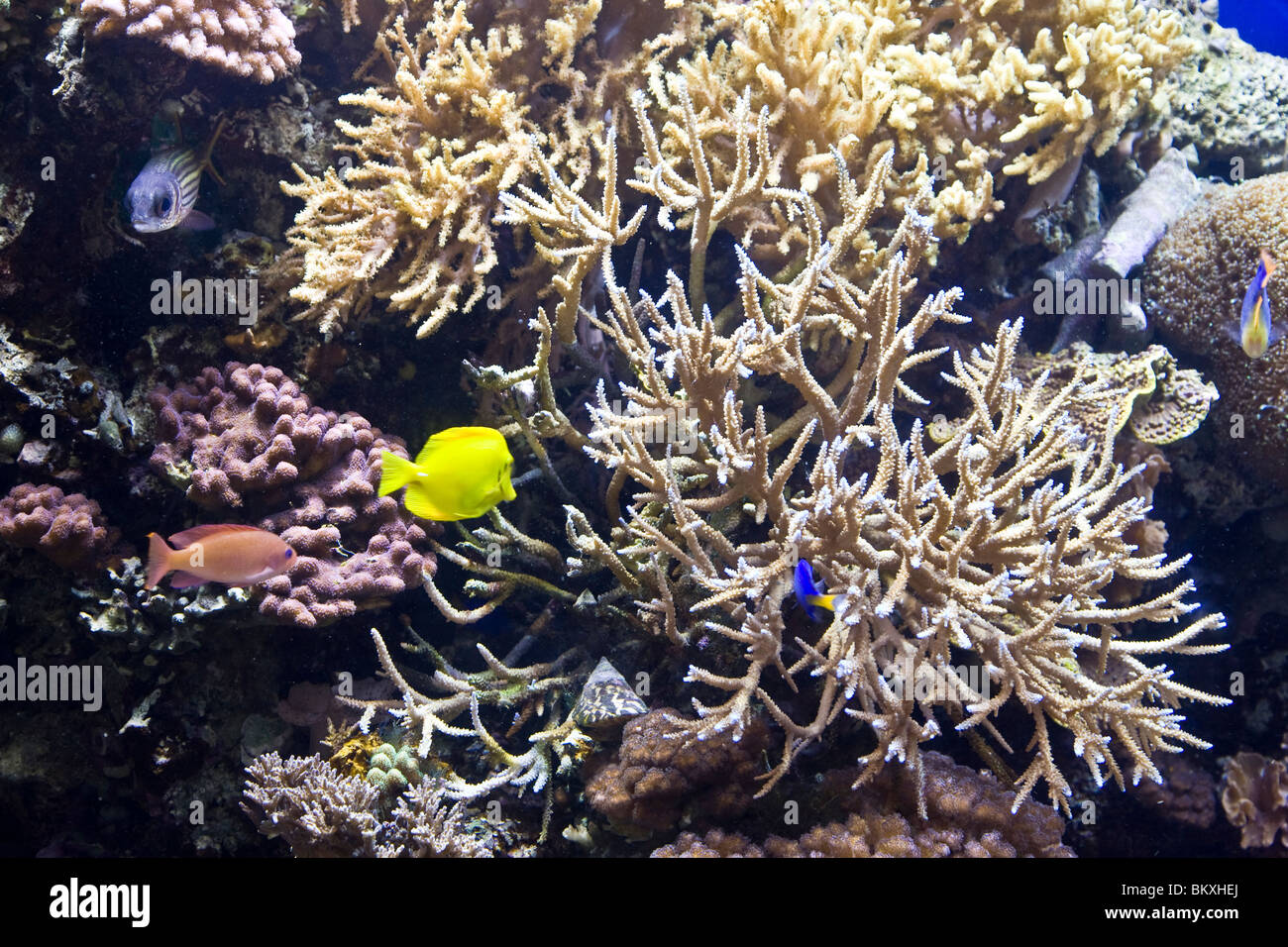 Monterey Bay Aquarium is home to more than 30,000 marine creatures ...