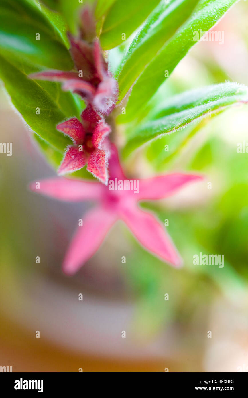 Flying goldfish plant hi-res stock photography and images - Alamy
