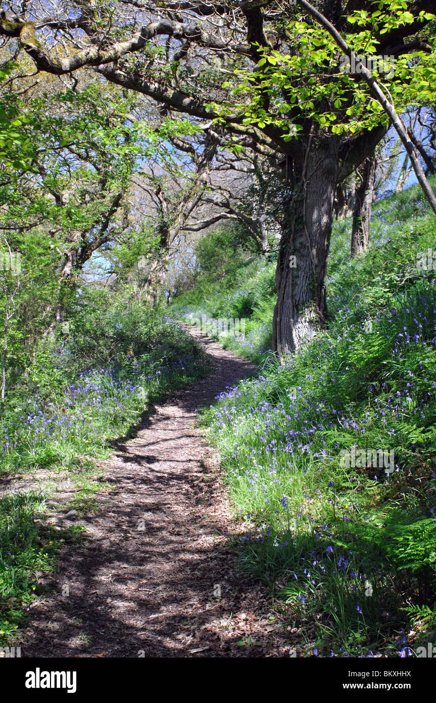 Bluebell woods, Welsh Wildlife Centre, Cilgerran, Pembrokeshire, Wales ...