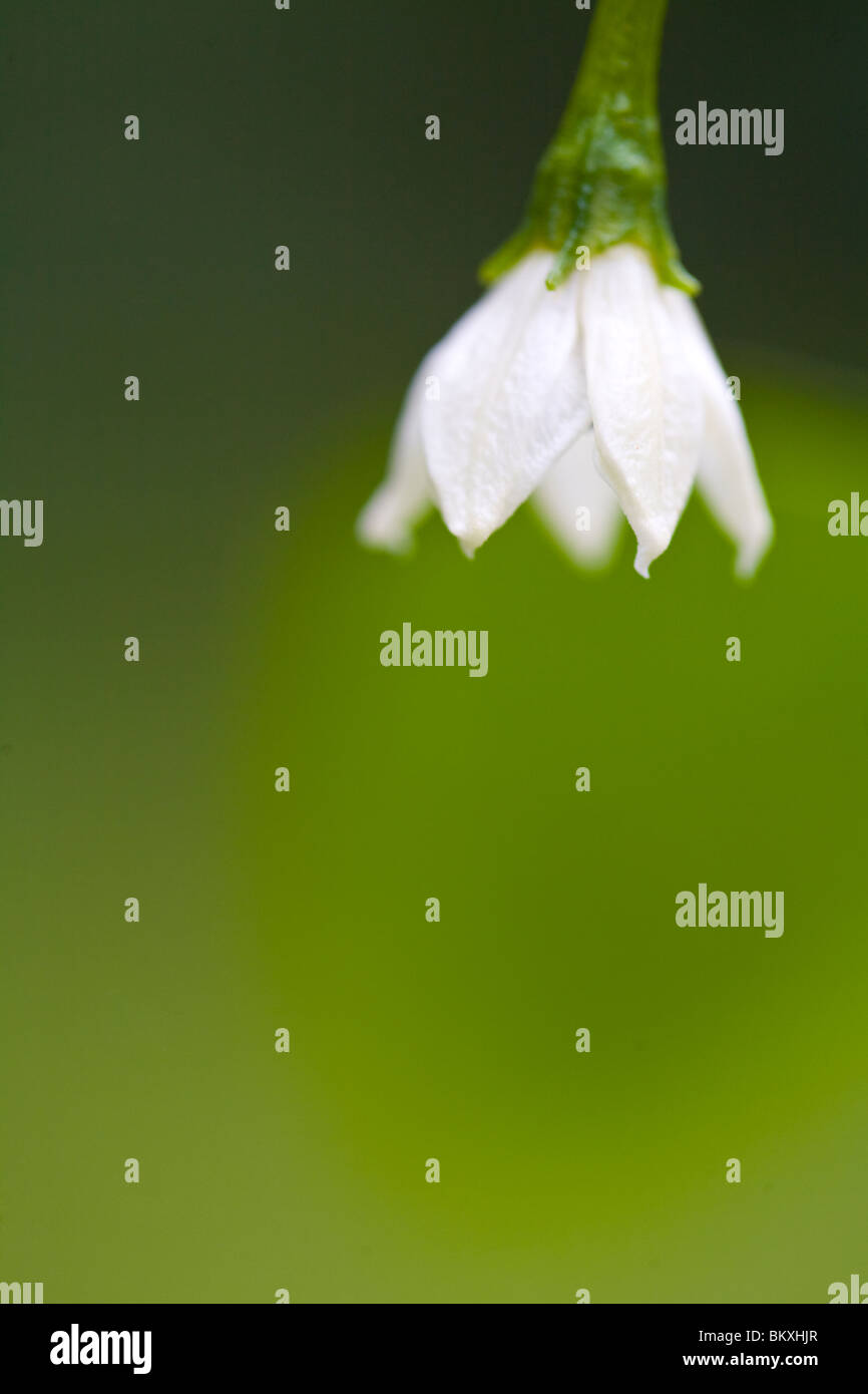 Capsicum Annuum Flower High Resolution Stock Photography and Images - Alamy