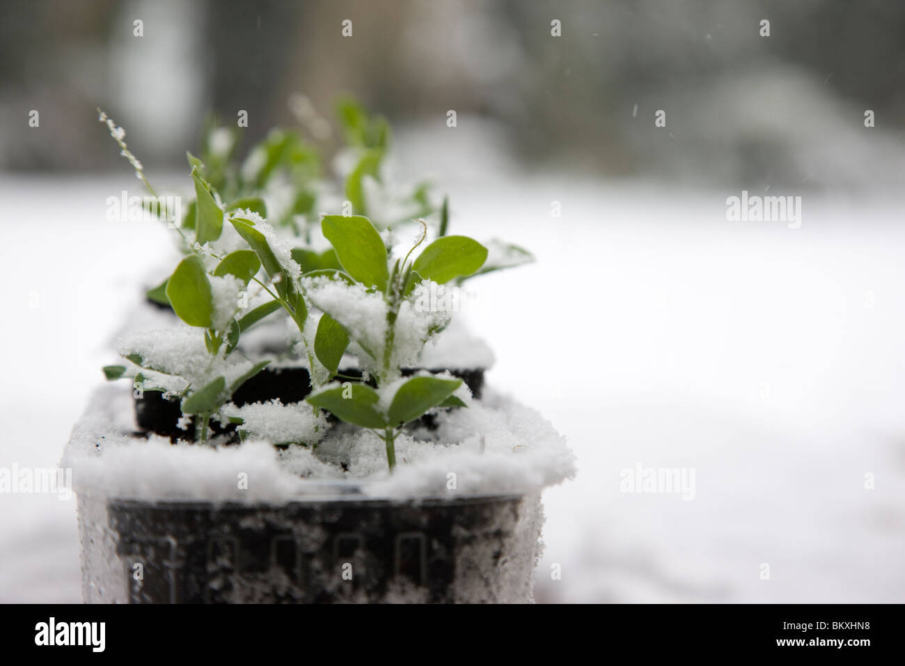 Frozen pots hi-res stock photography and images - Alamy