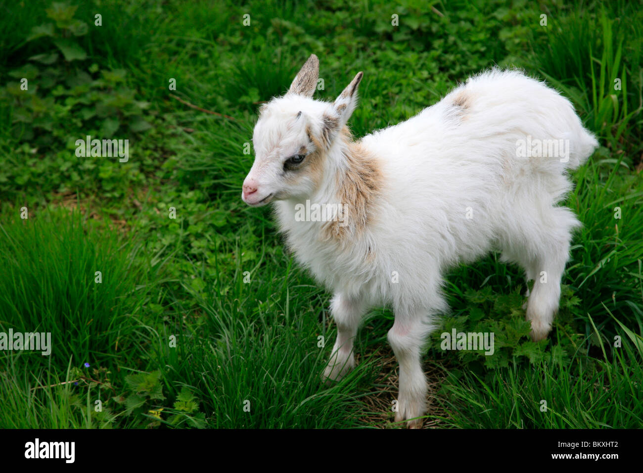 Young alpaca hi-res stock photography and images - Alamy