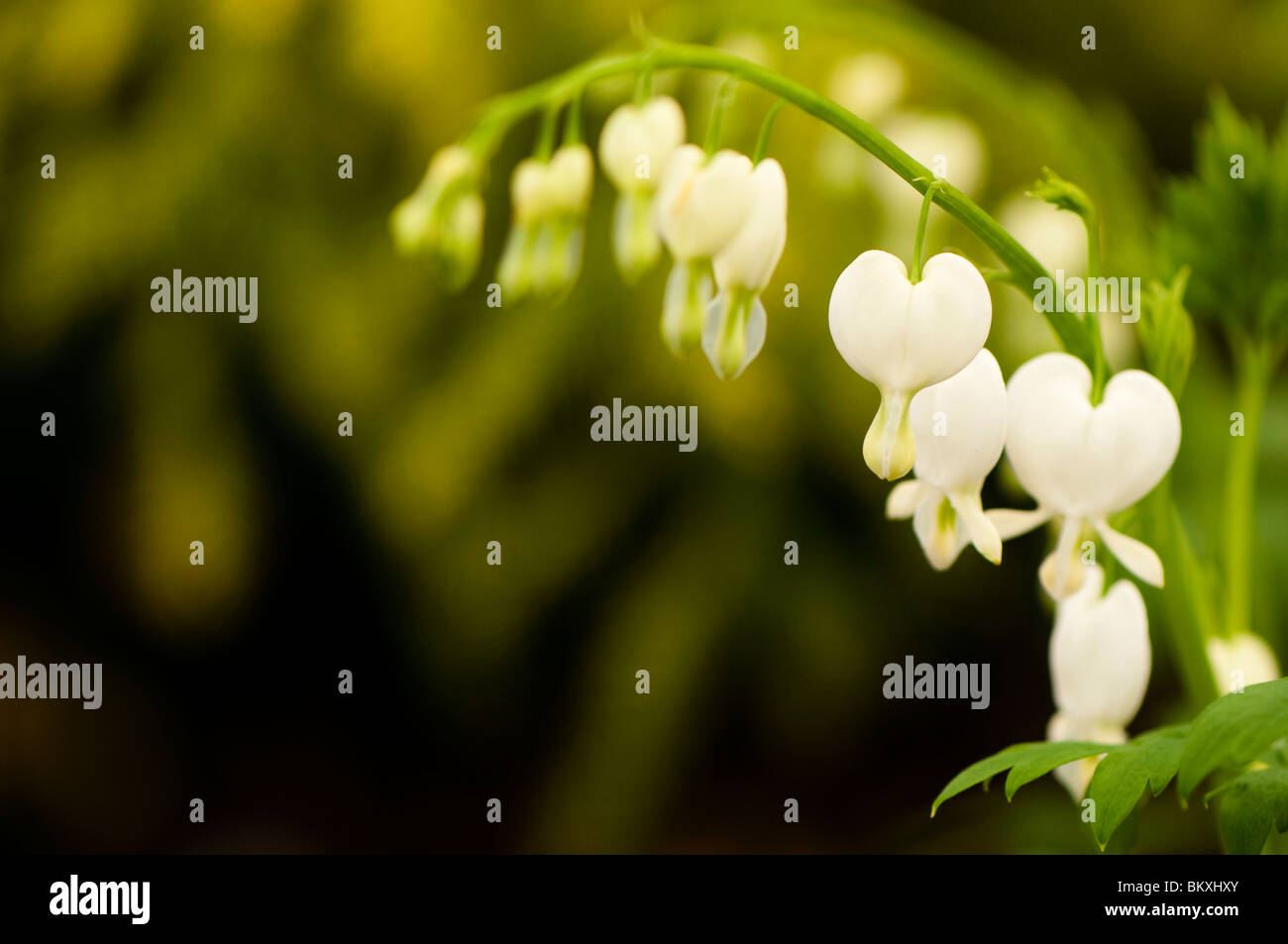 Dicentra spectabilis alba hi-res stock photography and images - Alamy