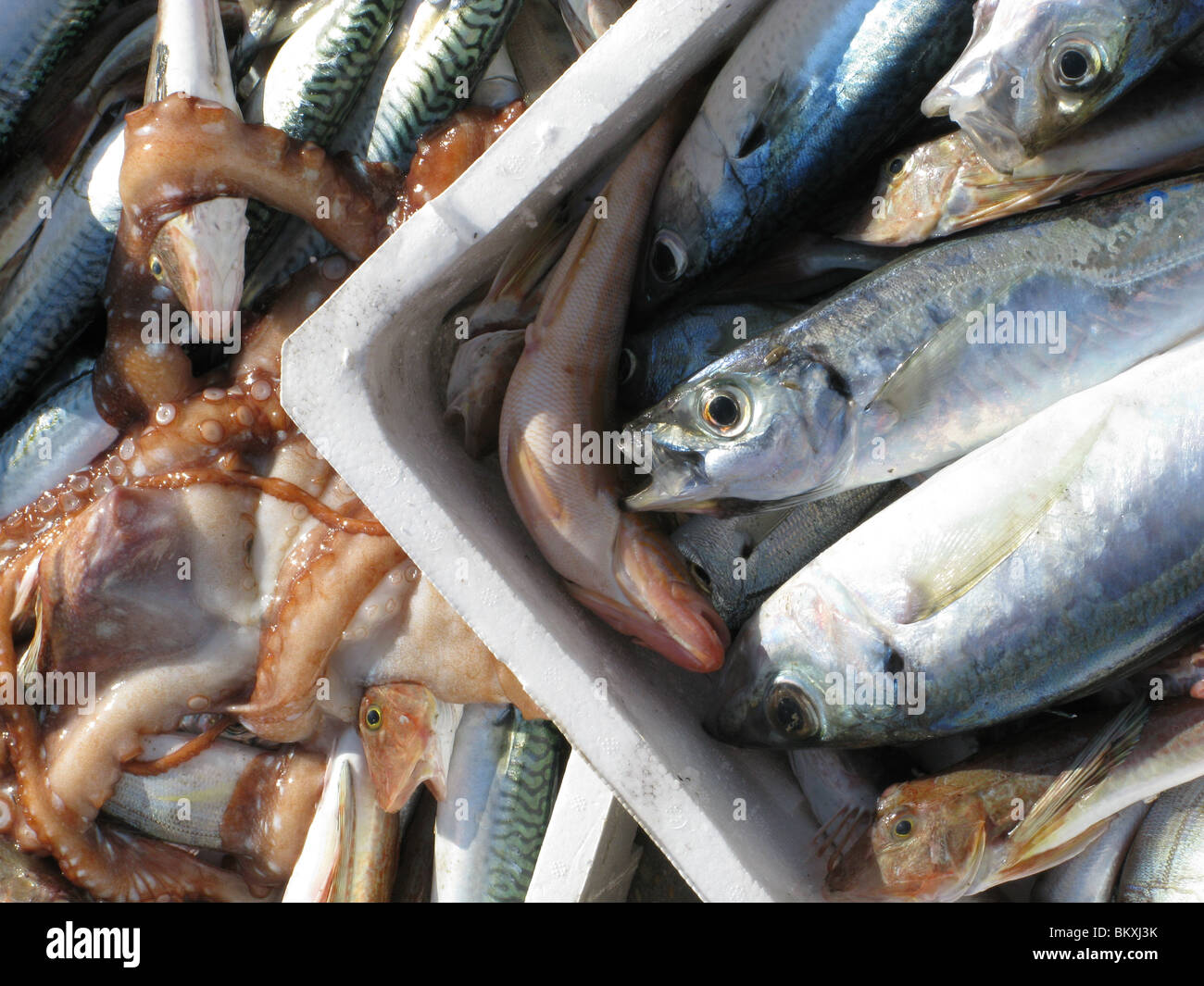 boxes full of sea fish in port dock harbour italy Stock Photo - Alamy
