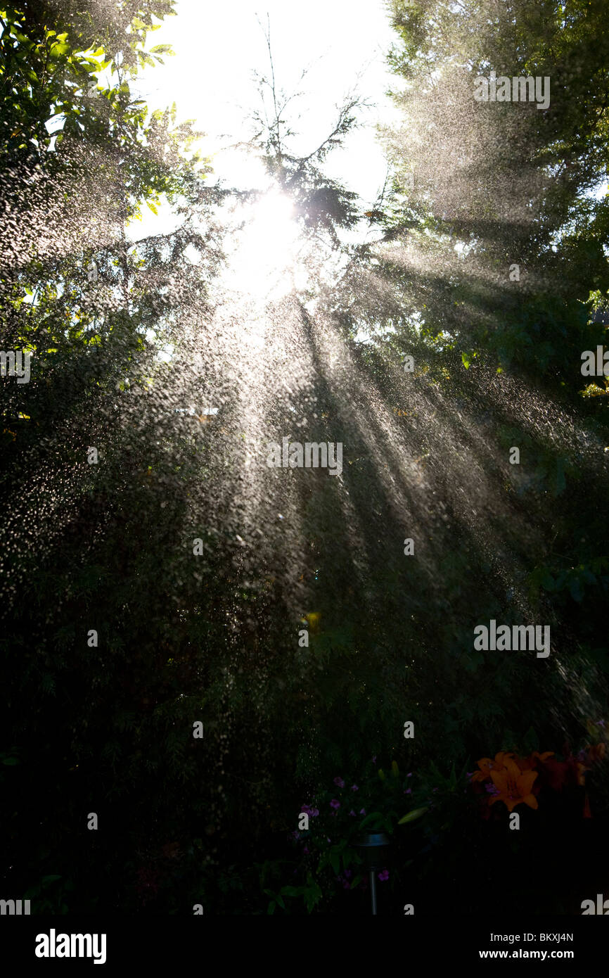 Sun beam trees motion hi-res stock photography and images - Alamy