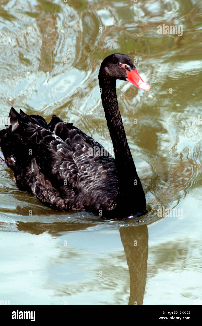 Birds ; Black Swan in pond Safari world Bangkok ; Thailand ; South East ...