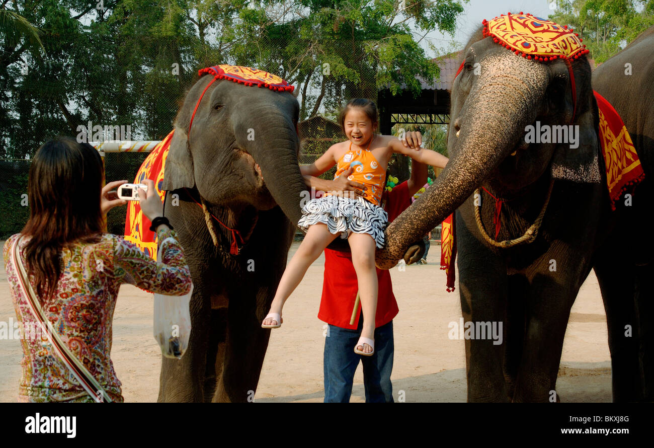 Tamed Elephants High Resolution Stock Photography and Images - Alamy
