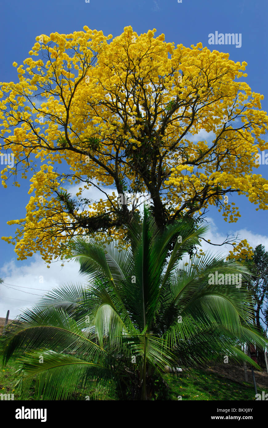 Yellow flower tree Stock Photo - Alamy