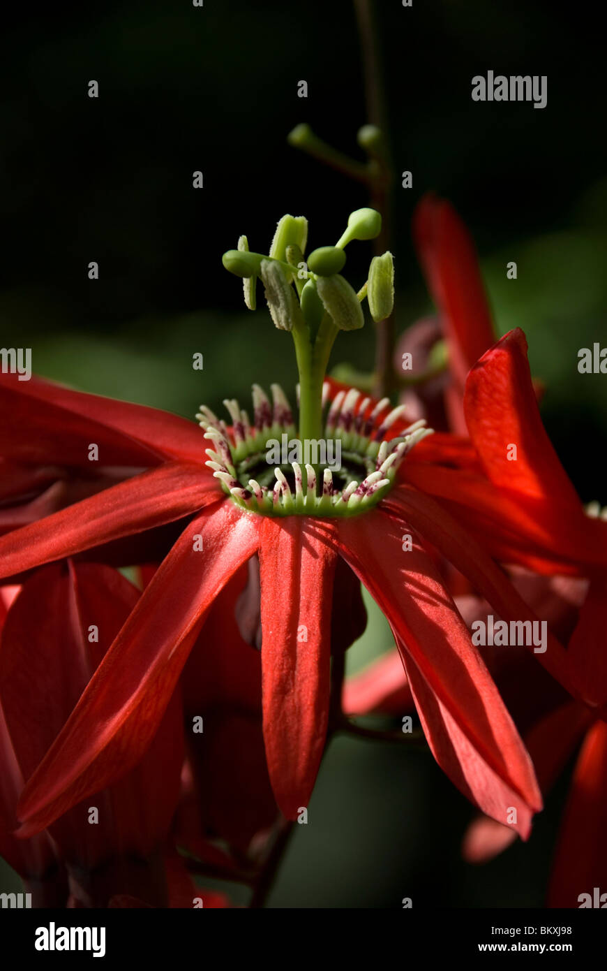 Passion flower, Passiflora racemosa Stock Photo - Alamy