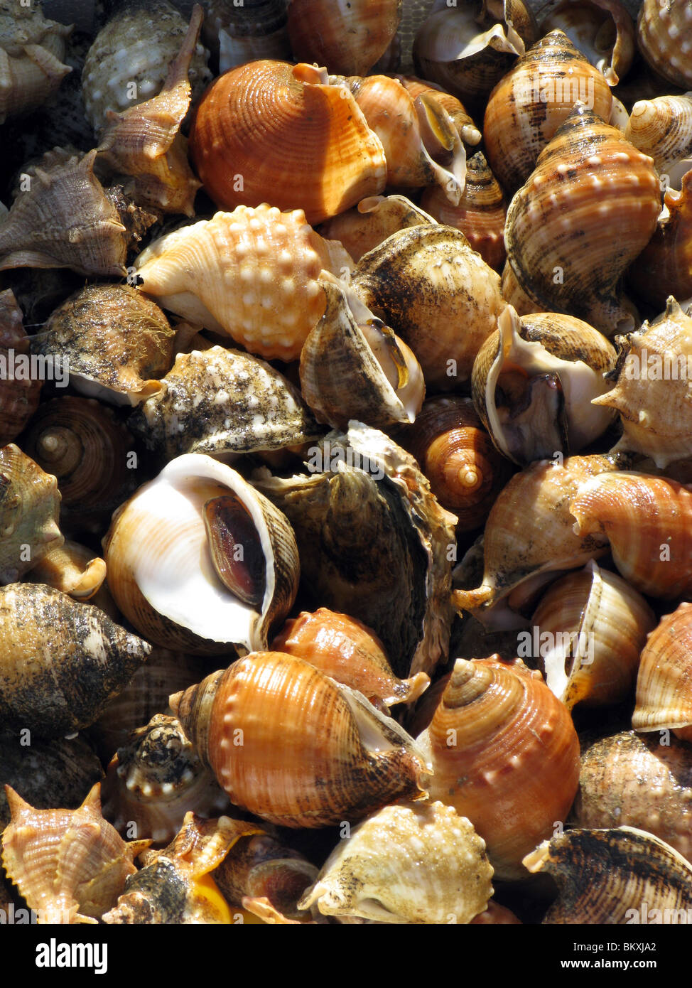 boxes full of sea shells in port dock harbour italy Stock Photo - Alamy