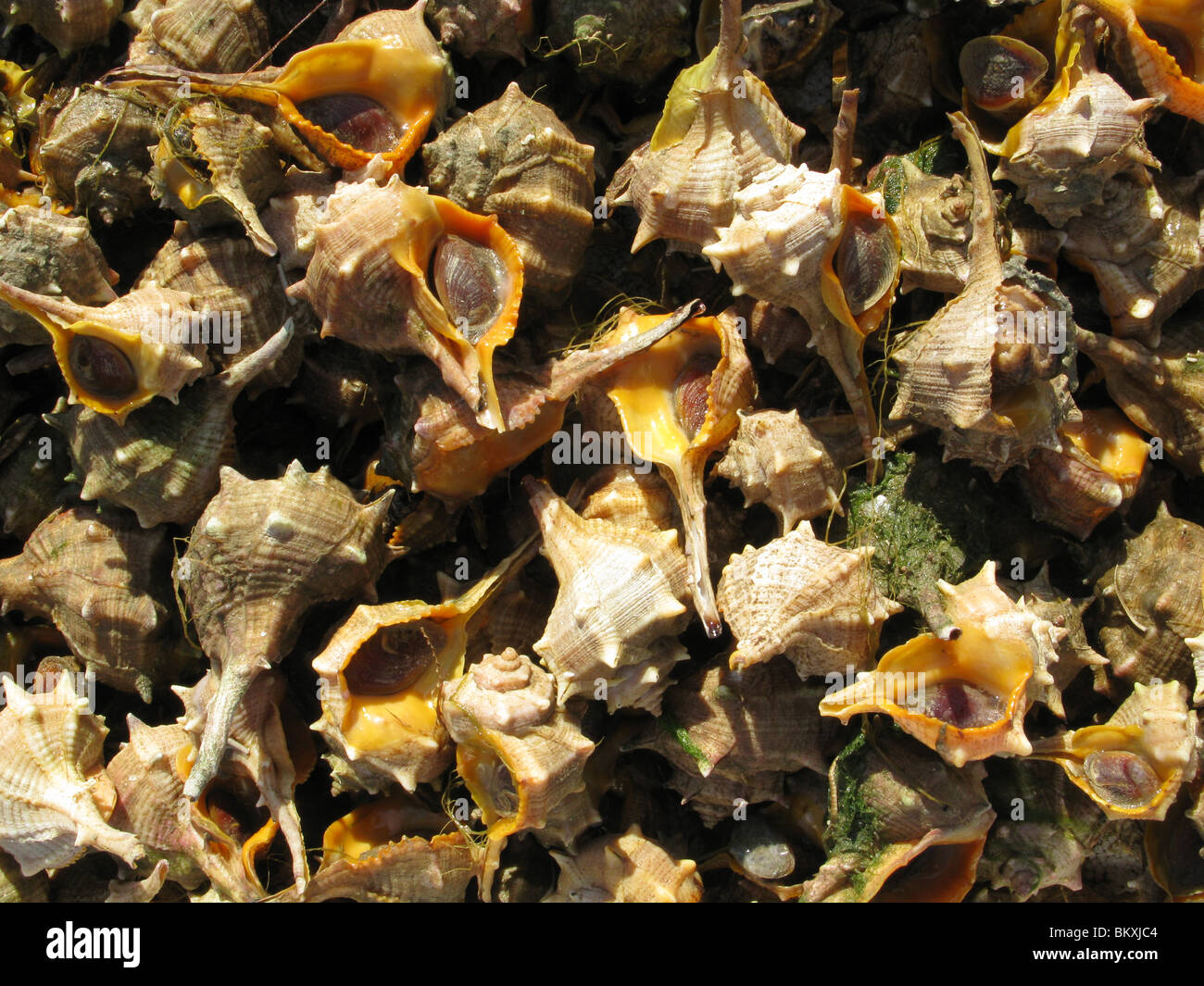 boxes full of sea shells in port dock harbour italy Stock Photo - Alamy